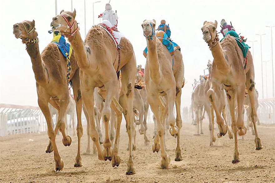 Dubai to Hold 'First Camel Marathon' - CorD Magazine