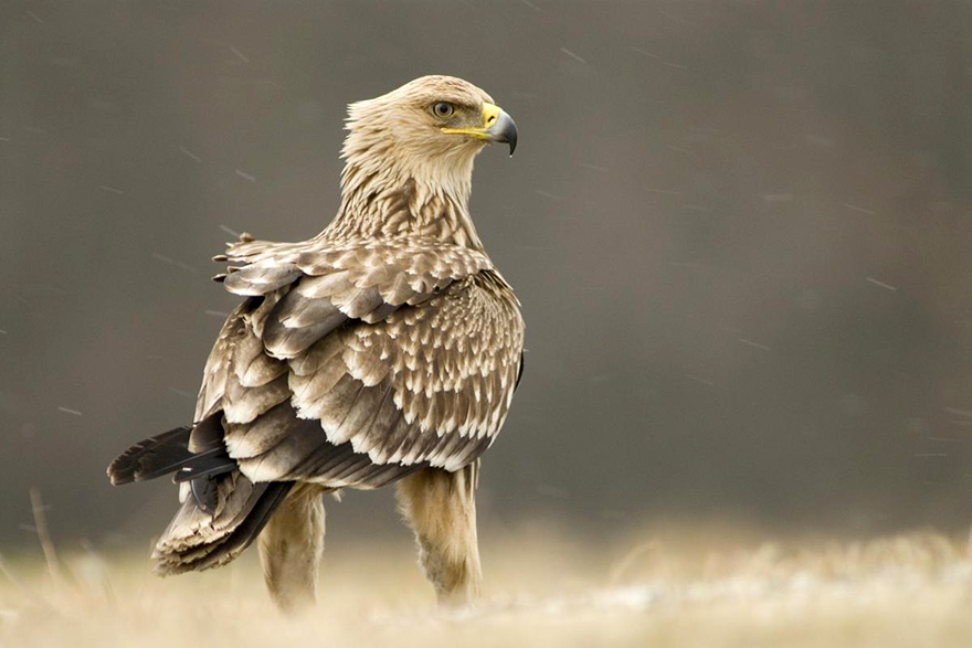 Eastern Imperial Eagles Are Returning To Serbia - CorD Magazine