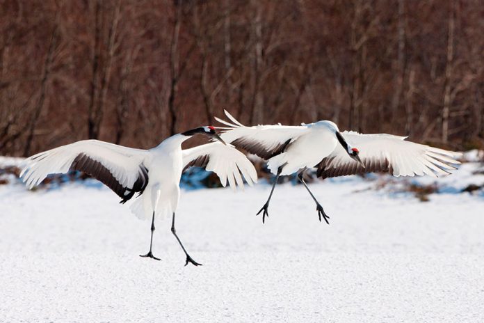 Japanese Cranes: Symbols Of Good Fortune - CorD Magazine
