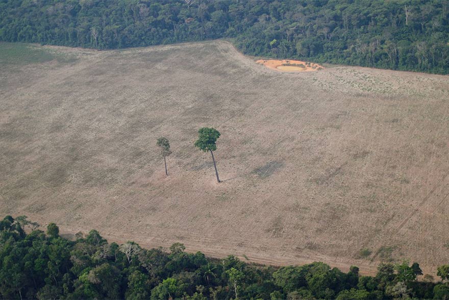 Brazil Deforestation: Number Of Trees Cut Down In Amazon Reaches ...