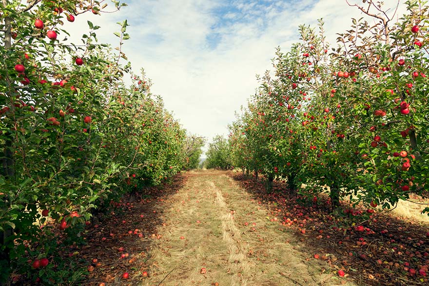 Serbian Apples Soon On Indian Tables - CorD Magazine