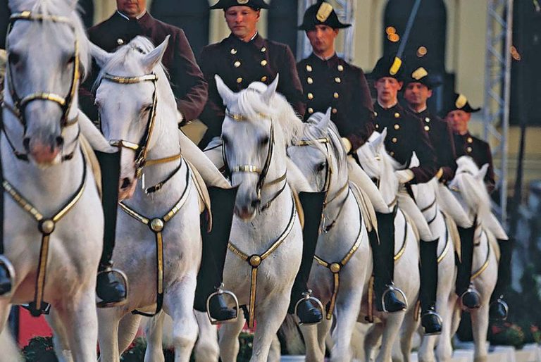 Tradition: The White Dancing Horses Of Vienna - CorD Magazine