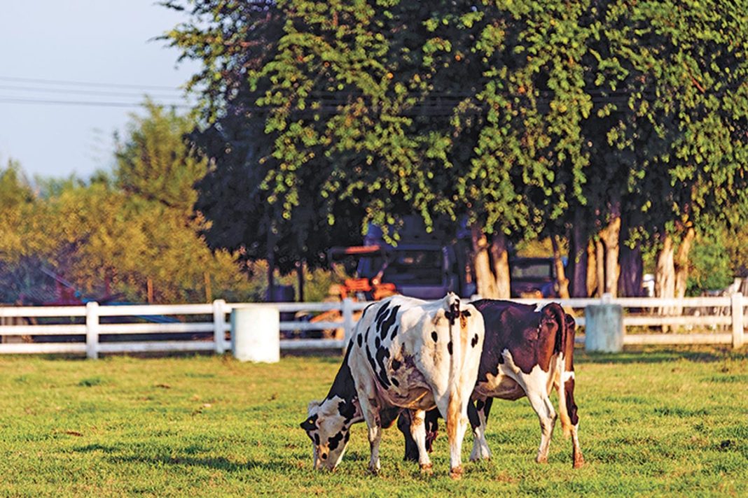 Sustainable Agriculture In Denmark: Leading The Way To The Farms Of ...