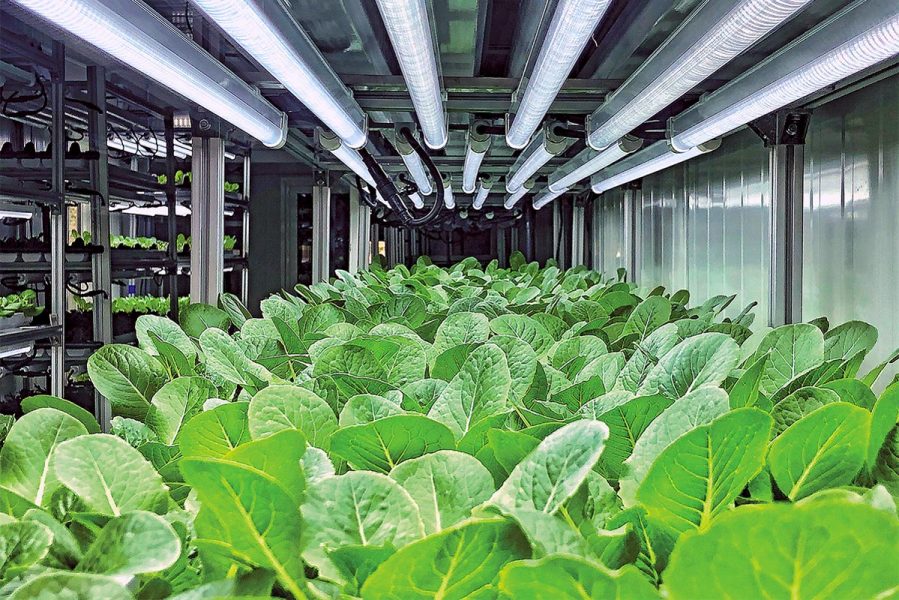 Sustainable Agriculture In Denmark: Leading The Way To The Farms Of ...