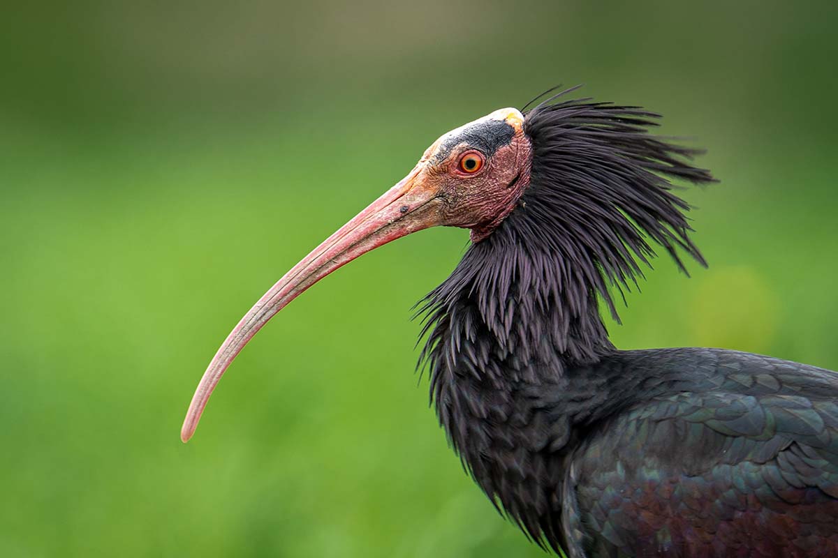Waldrapp Ibis Returns to Slovenia After 400 Years - CorD Magazine