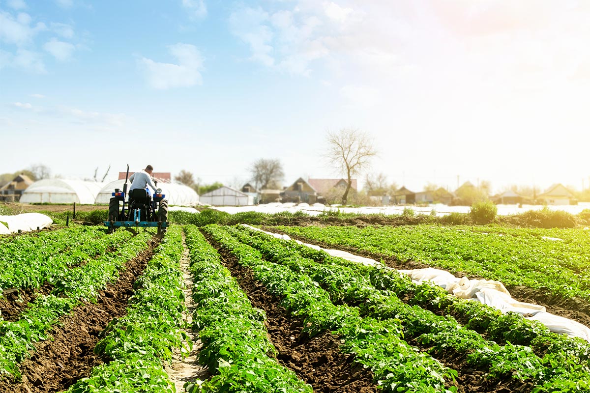 Serbia's Agrarian Giants: The Landowners Reshaping the Countryside ...