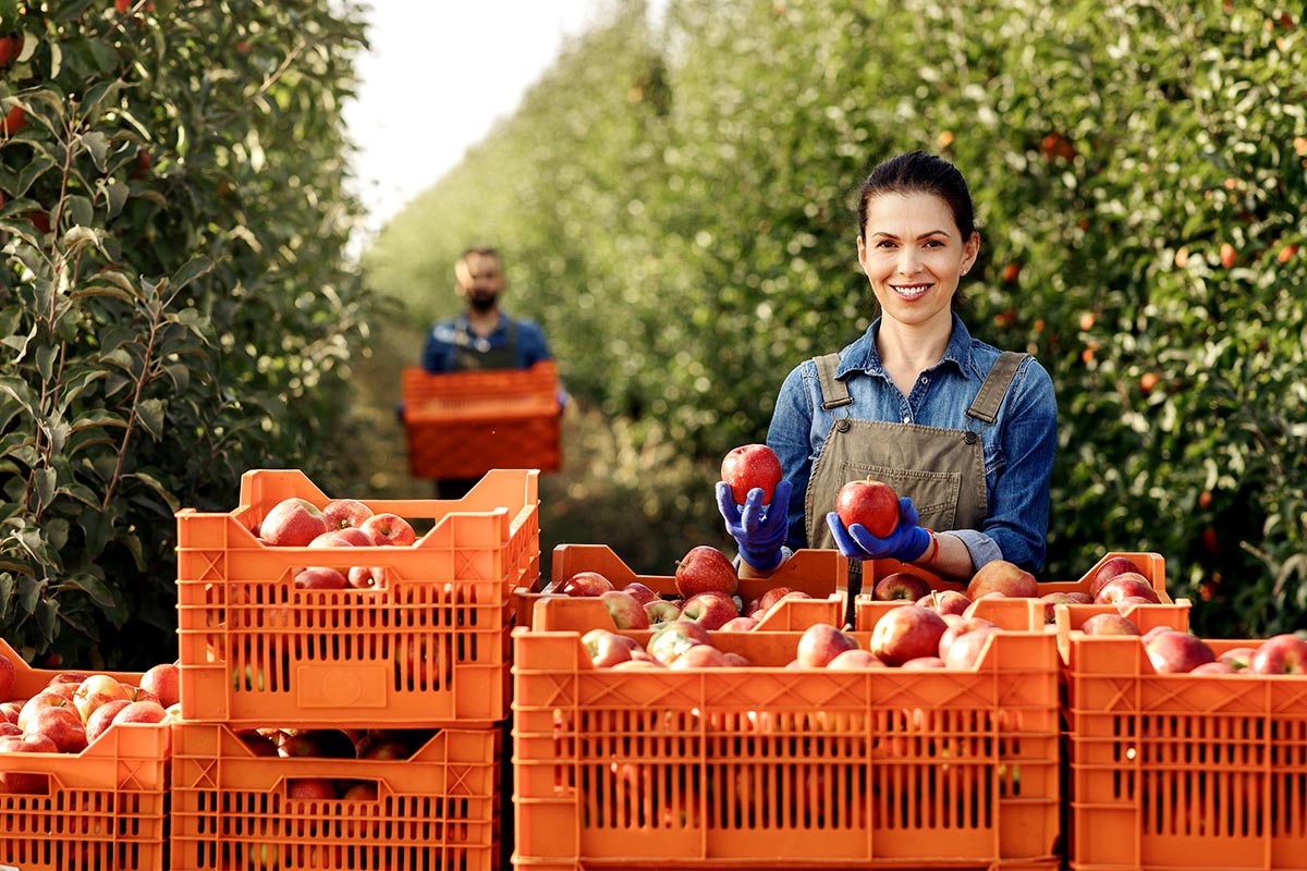 Serbia Leads as Top Apple Exporter to Russia - CorD Magazine